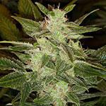 American Haze Marijuana Photo Gallery | Cannabis Photos"