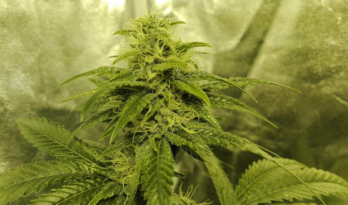 Fire OG Marijuana Photo Gallery | Cannabis Photos"