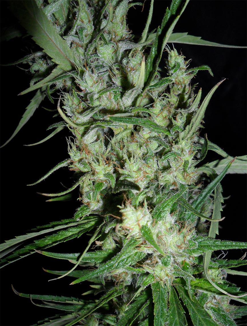 Hawaiian Snow Marijuana Pics | Holi Moli Seeds