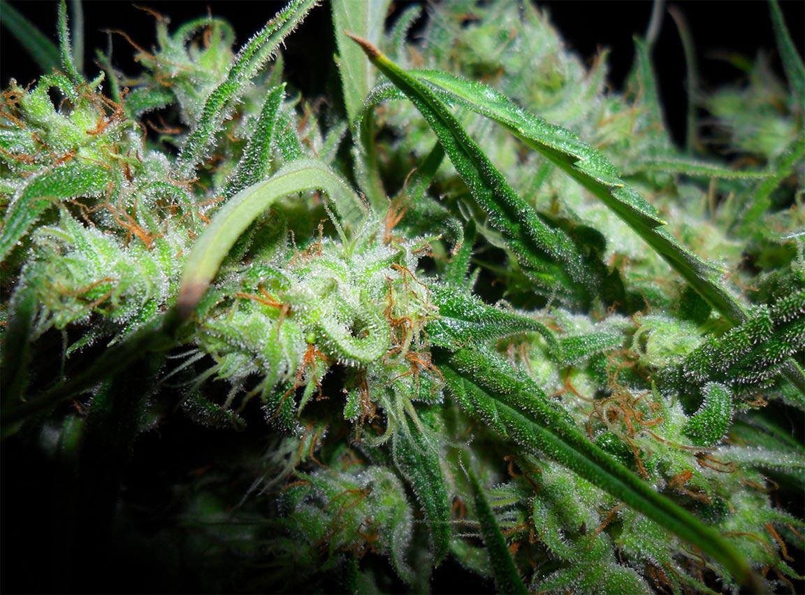 Hawaiian Snow Marijuana Photo Gallery | Cannabis Photos"