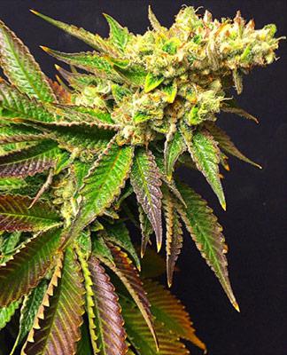 Lemon OG Auto Marijuana Pics | Holi Moli Seeds