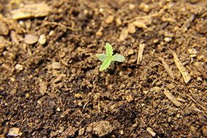Germinating Cannabis Seeds - How to Grow Marijuana | Holi Moli Seeds