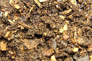 Germinating Cannabis Seeds - How to Grow Marijuana | Holi Moli Seeds