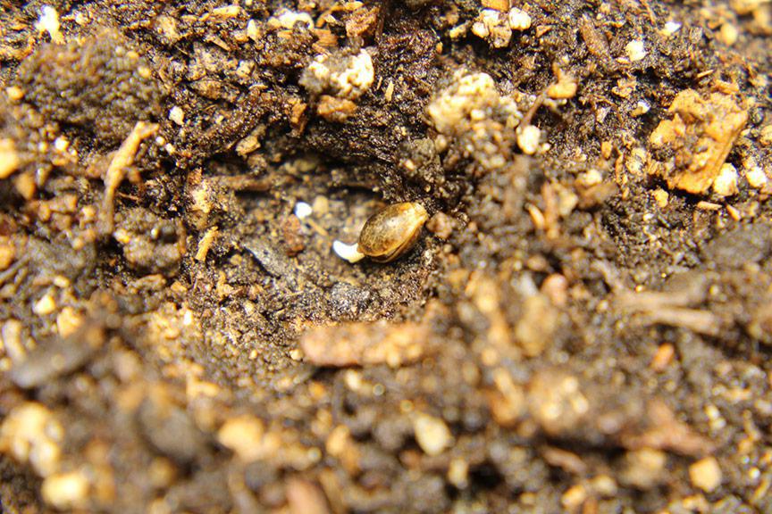 Germinating Cannabis Seeds - How to Grow Marijuana | Holi Moli Seeds