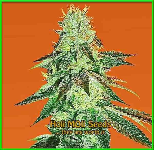 King Louis XIII Strain | Marijuana Seeds - Holi Molii