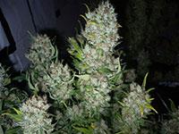 Critical Mass Auto Strain | Marijuana | Weed Seeds