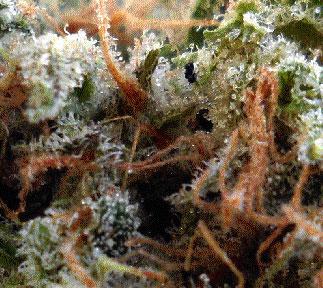 Berry Dream Strain | Cannabis - Marijuana Seeds